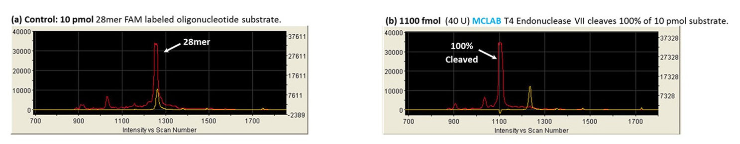 T4 Endonuclease VII – Molecular Cloning Laboratories (MCLAB)
